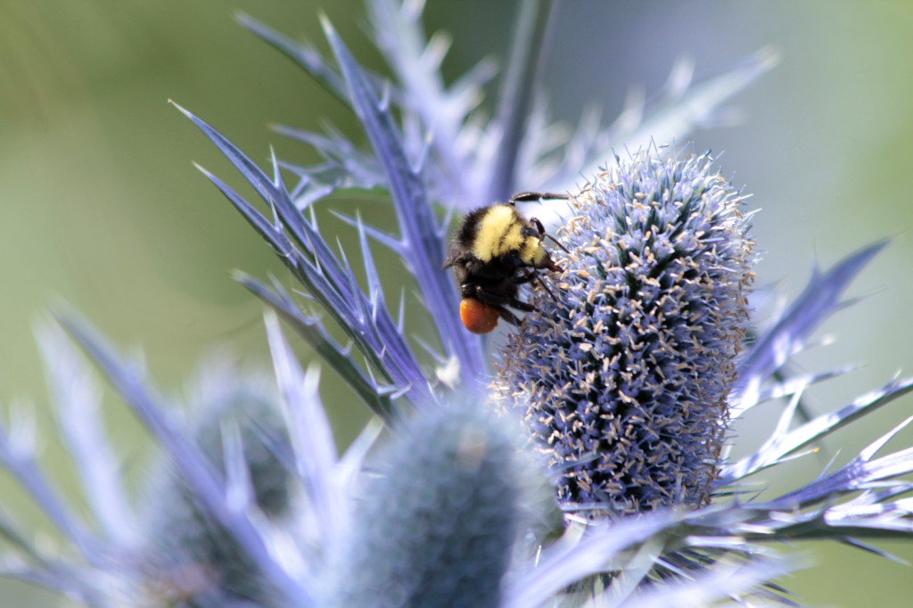 UW Bothell and Cascadia Campus is now a Certified Bee Campus: The ...